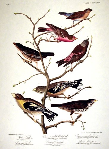 Lazuli Finch, Crimson-necked Bull-finch, Grey-crowned Linnet, Cow-pen Bird, Evening Grosbeak, Brown Longspur. From"The Birds of America" (Amsterdam Edition)