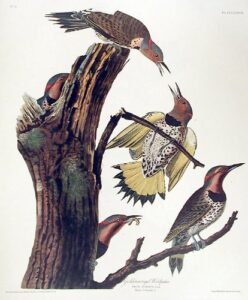 golden-winged woodpecker. from”the birds of america” (amsterdam edition)