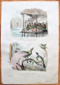 antique copperplate engraving: a meal and the bird of paradise