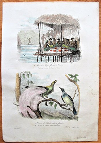 Antique Copperplate Engraving: A Meal and the Bird of Paradise