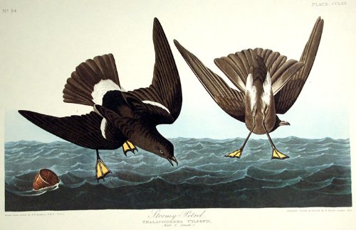 Stormy Petrel. From"The Birds of America" (Amsterdam Edition)