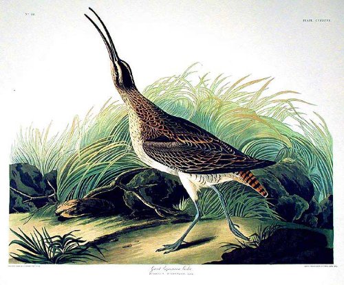 Great Esquimaux Curlew. From"The Birds of America" (Amsterdam Edition)