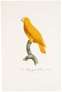 [golden parakeet or conure] le perroquet d’or