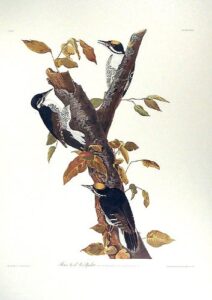 three-toed woodpecker. from”the birds of america” (amsterdam edition)