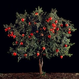 Pomegranate Tree Seeds for Planting, 30+ Fruit Tree Seeds, Tall & Beautiful Tree, (Isla's Garden Seeds), 85% Germination Rates, Great Home Garden Gift