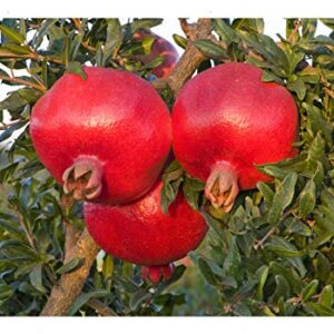 Pomegranate Tree Seeds for Planting, 30+ Fruit Tree Seeds, Tall & Beautiful Tree, (Isla's Garden Seeds), 85% Germination Rates, Great Home Garden Gift