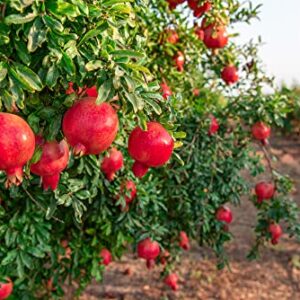 Pomegranate Tree Seeds for Planting, 30+ Fruit Tree Seeds, Tall & Beautiful Tree, (Isla's Garden Seeds), 85% Germination Rates, Great Home Garden Gift