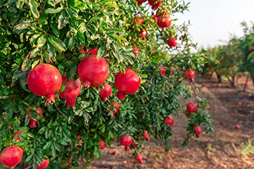 Pomegranate Tree Seeds for Planting, 30+ Fruit Tree Seeds, Tall & Beautiful Tree, (Isla's Garden Seeds), 85% Germination Rates, Great Home Garden Gift