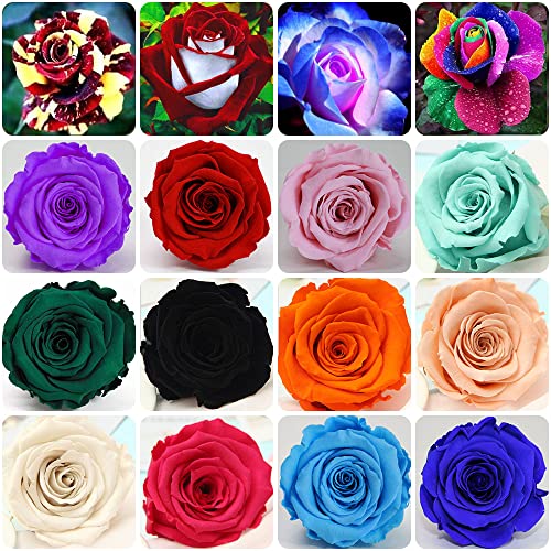 200+ Mixed Color Rose Seeds for Garden Planting 16 Varieties of Bush Perennial Shrub Heirloom 90% Germination Rate Open Pollinated Wonderful Gardening Gifts