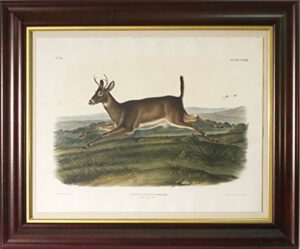 long-tailed deer