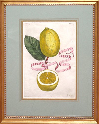 Plate 283: Limon Citratvs In Coenobio Teresiano TransTyberim