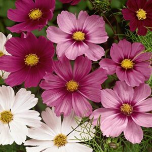 outsidepride cosmos garden wild flower seed mix – 1000 seeds