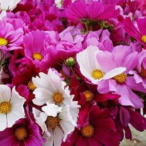 Outsidepride Cosmos Garden Wild Flower Seed Mix - 1000 Seeds