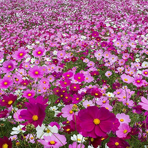 Outsidepride Cosmos Garden Wild Flower Seed Mix - 1000 Seeds