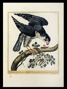 le faucon pelerin femelle [peregrin falcon]