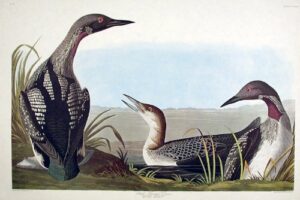 black-throated diver. from”the birds of america” (amsterdam edition)