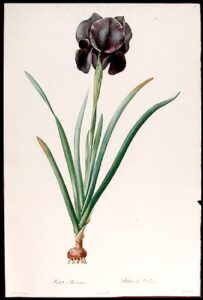 iris suziana/iris de suze [mourning iris]