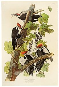 pileated woodpecker. from”the birds of america” (amsterdam edition)