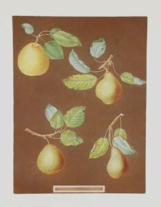 [pears] bergamot de chantilly; bonchee (bon chretien); white sweet sugar pear; bishop thumb