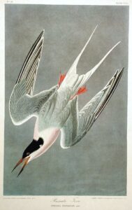 roseate tern. plate 240 from”the birds of america” (amsterdam edition)