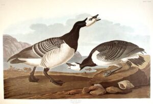 barnacle goose. from”the birds of america” (amsterdam edition)