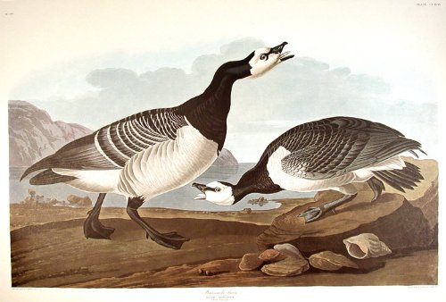 Barnacle Goose. From"The Birds of America" (Amsterdam Edition)