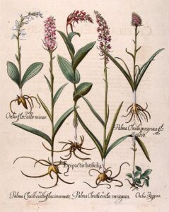 [wild orchid] epipactis latifolia; [white long-spurred wild orchid] palma christi erecta variegata; [pink marsh orchid] palma christi erecta flore incarnato; [butterfly orchid] orchis flore albo minor; [fragrant orchid] palma christi peregrina flo rubro;