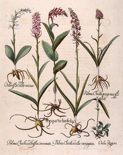 [Wild orchid] Epipactis latifolia; [White long-spurred wild orchid] Palma Christi erecta variegata; [Pink marsh orchid] Palma Christi erecta flore incarnato; [Butterfly orchid] Orchis flore albo minor; [Fragrant orchid] Palma Christi peregrina flo rubro;