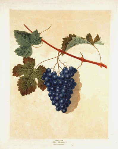 [Grapes] Blue Muscadine Grape