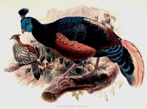 euplocamus nobilis [noble pheasant]