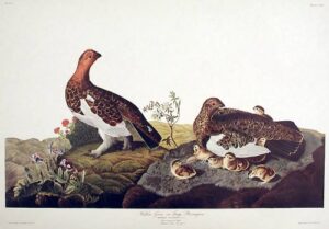 willow grous or large ptarmigan. from”the birds of america” (amsterdam edition)