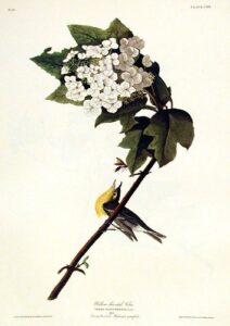 yellow-throated vireo. from”the birds of america” (amsterdam edition)