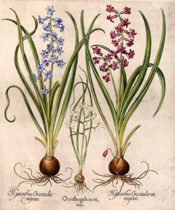 [star-of-bethlehem] ornithogalum minus; [hyacinth] hyacinthus orientalis variegatus; [hyacinth] hyacinthus orientalis mixtus