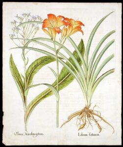 lilium fatuum [tawny day lily]; dorea narbonensium [groundsel]