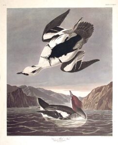 smew or white nun. from”the birds of america” (amsterdam edition)