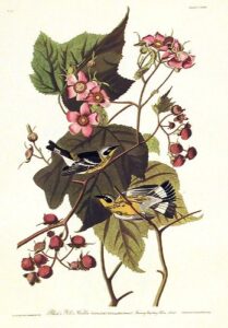 black & yellow warbler. from”the birds of america” (amsterdam edition)