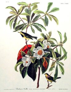 bachmanÆs warbler. from”the birds of america” (amsterdam edition)