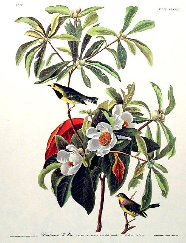 BachmanÆs Warbler. From"The Birds of America" (Amsterdam Edition)