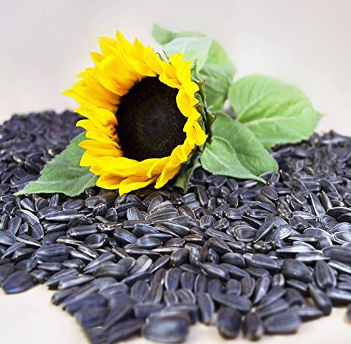 1000pcs Mix Sunflower Seeds for Planting - 10 Varieties Heirloom and Non-GMO Seeds for Outdoor Garden and Bonsai Plants, Easy to Plant and Grow