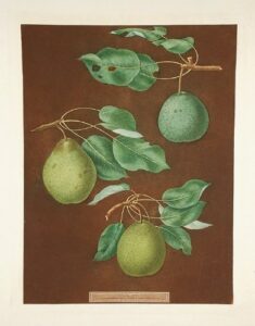 [pears] easter bergamot pear, tarlington pear