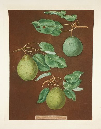 [Pears] Easter Bergamot Pear, Tarlington Pear