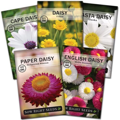 Sow Right Seeds - Daisy Flower Seed Collection for Planting - Attract Pollinators - Beautiful Annual and Perennial Flowers to Plant in Your Home Garden - Non-GMO Heirloom Seeds - Great Gardening Gift