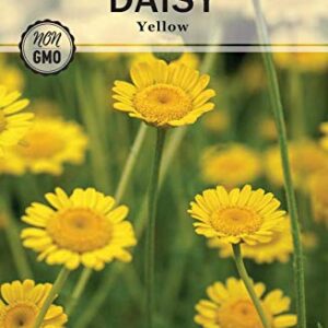 Sow Right Seeds - Daisy Flower Seed Collection for Planting - Attract Pollinators - Beautiful Annual and Perennial Flowers to Plant in Your Home Garden - Non-GMO Heirloom Seeds - Great Gardening Gift