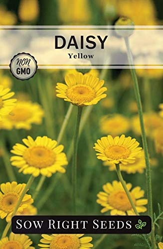 Sow Right Seeds - Daisy Flower Seed Collection for Planting - Attract Pollinators - Beautiful Annual and Perennial Flowers to Plant in Your Home Garden - Non-GMO Heirloom Seeds - Great Gardening Gift