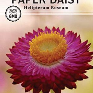 Sow Right Seeds - Daisy Flower Seed Collection for Planting - Attract Pollinators - Beautiful Annual and Perennial Flowers to Plant in Your Home Garden - Non-GMO Heirloom Seeds - Great Gardening Gift