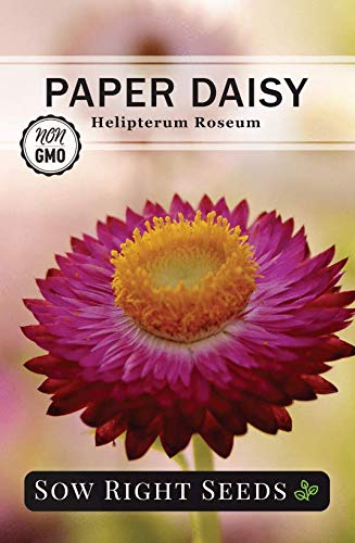 Sow Right Seeds - Daisy Flower Seed Collection for Planting - Attract Pollinators - Beautiful Annual and Perennial Flowers to Plant in Your Home Garden - Non-GMO Heirloom Seeds - Great Gardening Gift