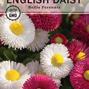 Sow Right Seeds - Daisy Flower Seed Collection for Planting - Attract Pollinators - Beautiful Annual and Perennial Flowers to Plant in Your Home Garden - Non-GMO Heirloom Seeds - Great Gardening Gift