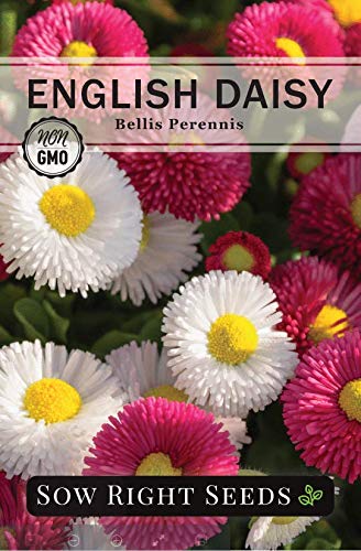 Sow Right Seeds - Daisy Flower Seed Collection for Planting - Attract Pollinators - Beautiful Annual and Perennial Flowers to Plant in Your Home Garden - Non-GMO Heirloom Seeds - Great Gardening Gift