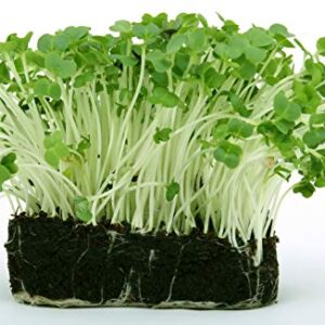 Sow Right Seeds - Cress Seed for Planting - All Non-GMO Heirloom Cress Seeds with Full Instructions for Easy Planting and Growing Your Kitchen Herb Garden, Indoor or Outdoor; Great Gift (1)