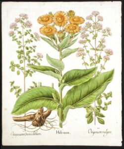 [elecampane]helenium; [common oregano] origanum onites dictum; [common oregano] origanum vulgare